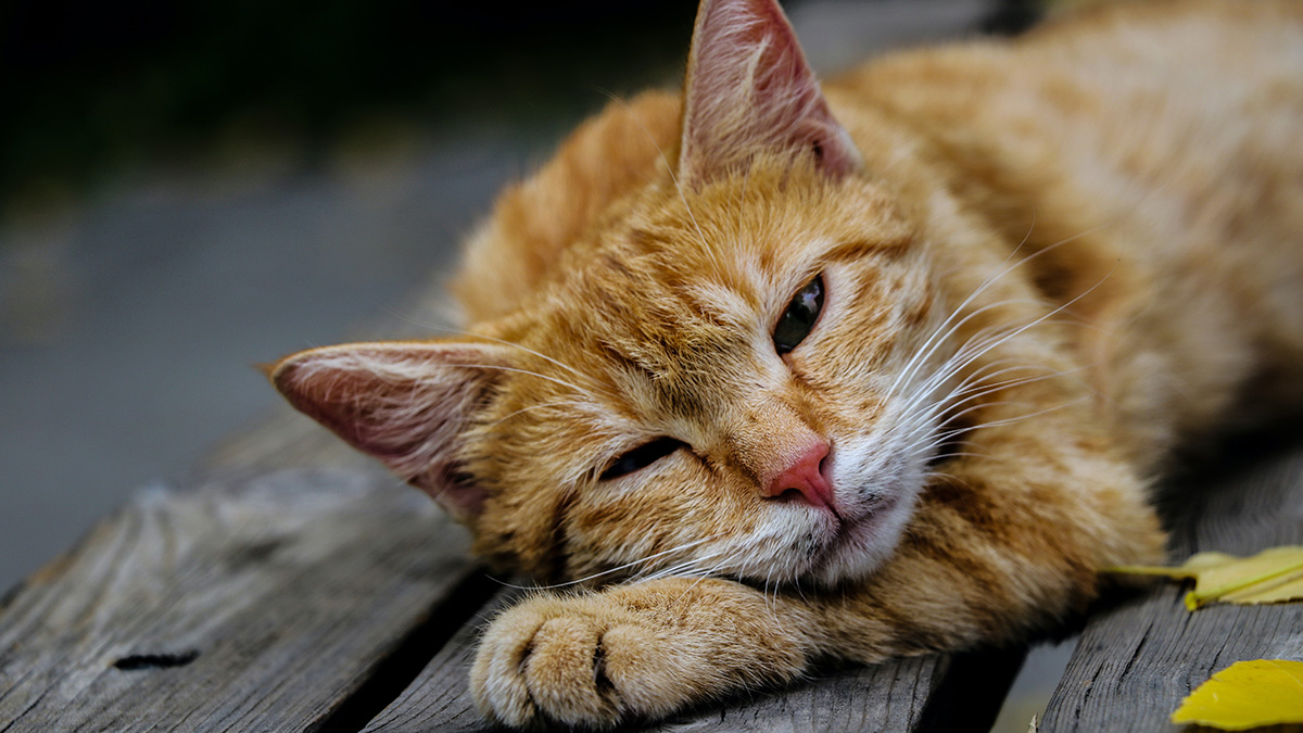 Happy Tails | Green Street Rescue