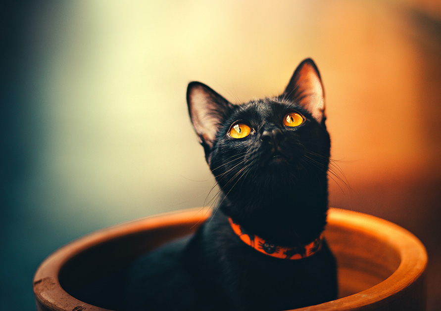 Green Street Rescue | Philadelphia's best cat rescue