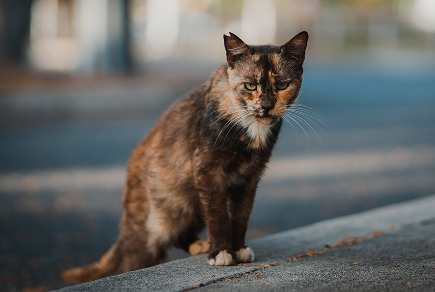 Donate | Green Street Rescue