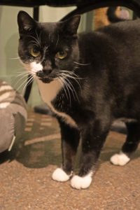 Charlie | Green Street Rescue